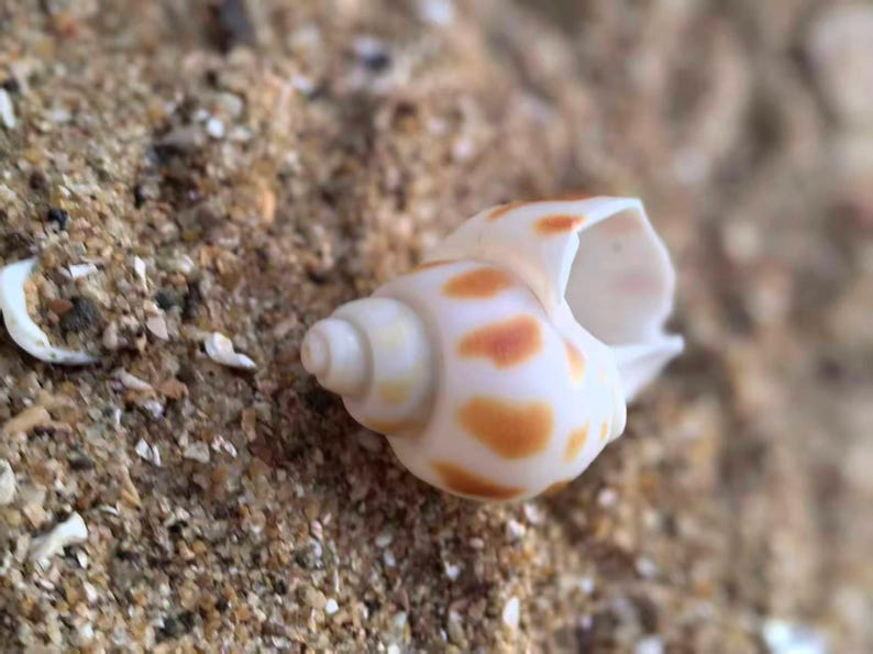 Natural Conch Shell /sea Snail /babylon Shells/diy Craft Shells Home ...