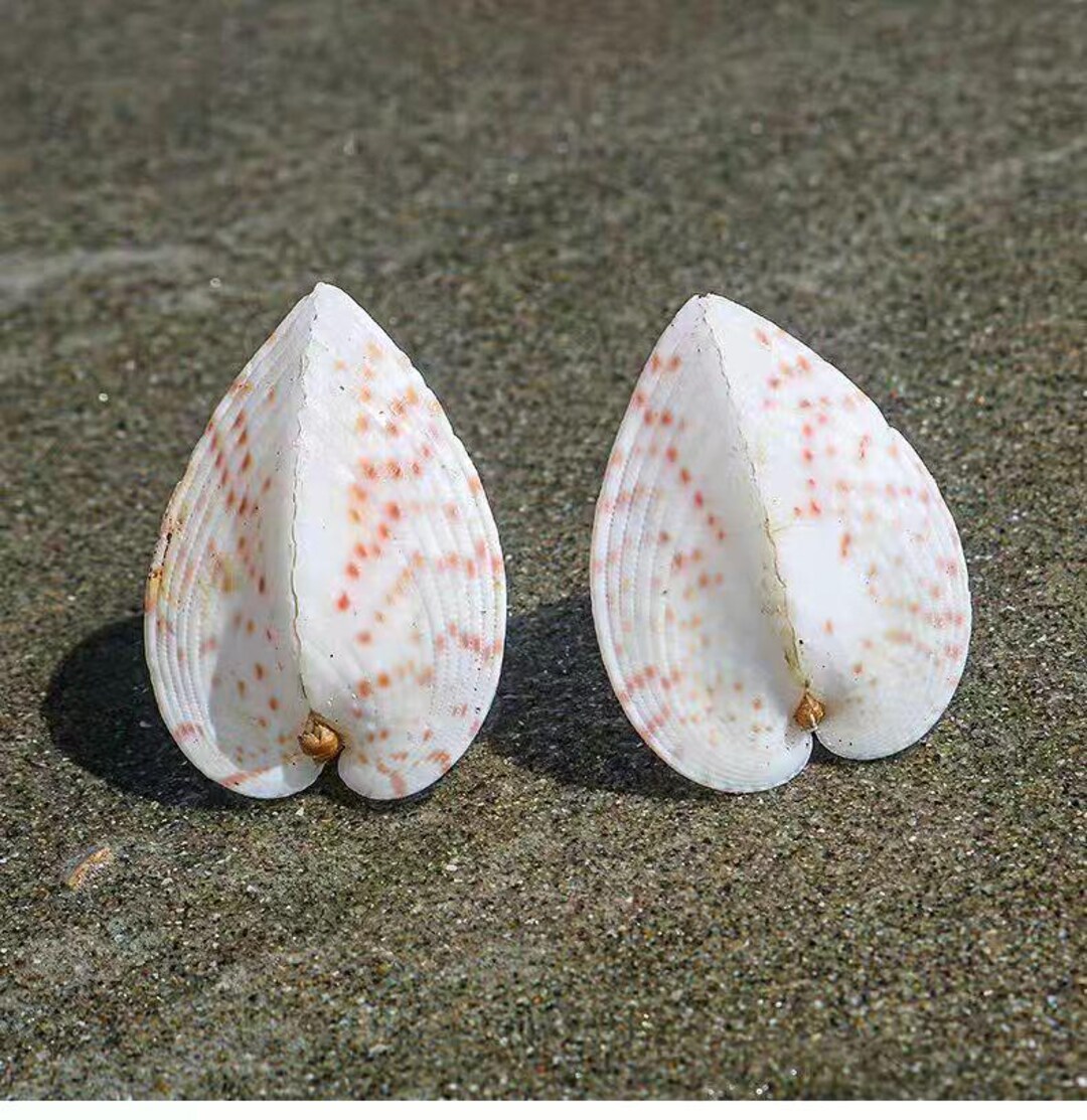 Natural Cone Sea Shell for Hermit Crab, Coastal Home Decor - Etsy