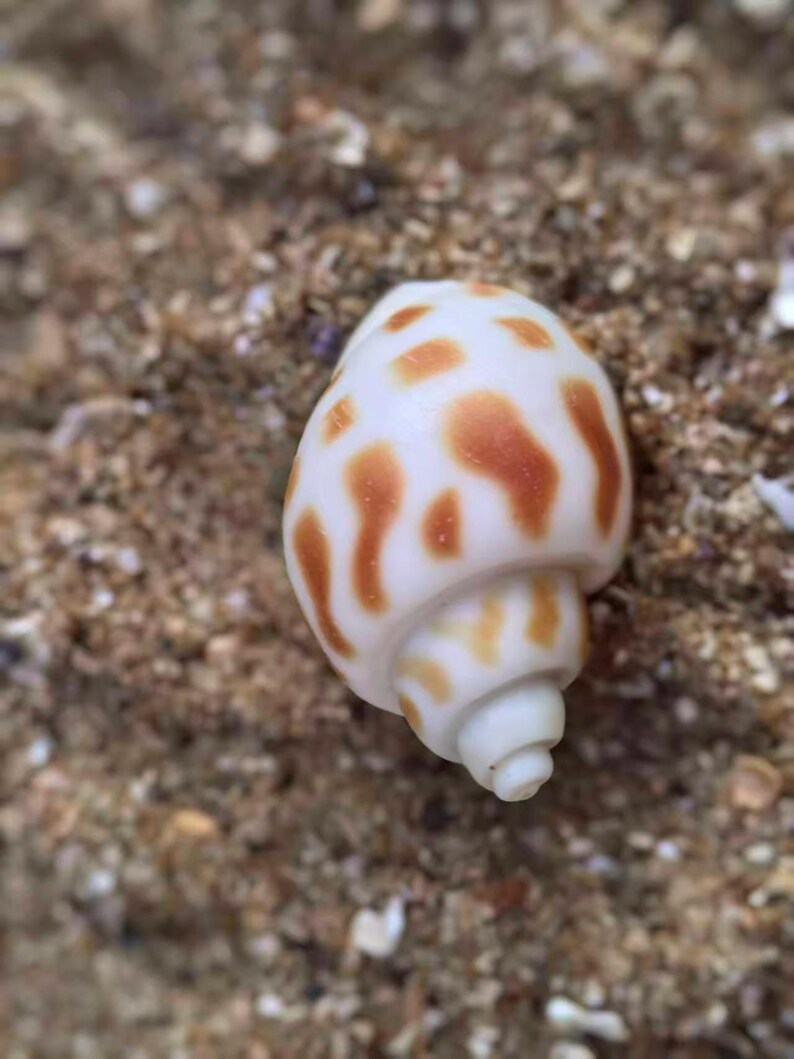 Natural Conch Shell /sea Snail /babylon Shells/diy Craft Shells Home ...