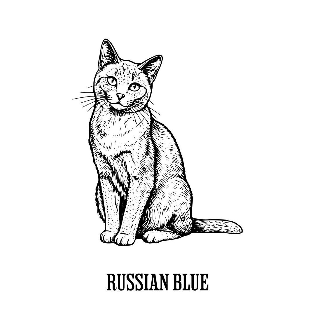 Russian Blue Cat SVG - Instant Download Cricut File | Purristasvg ...