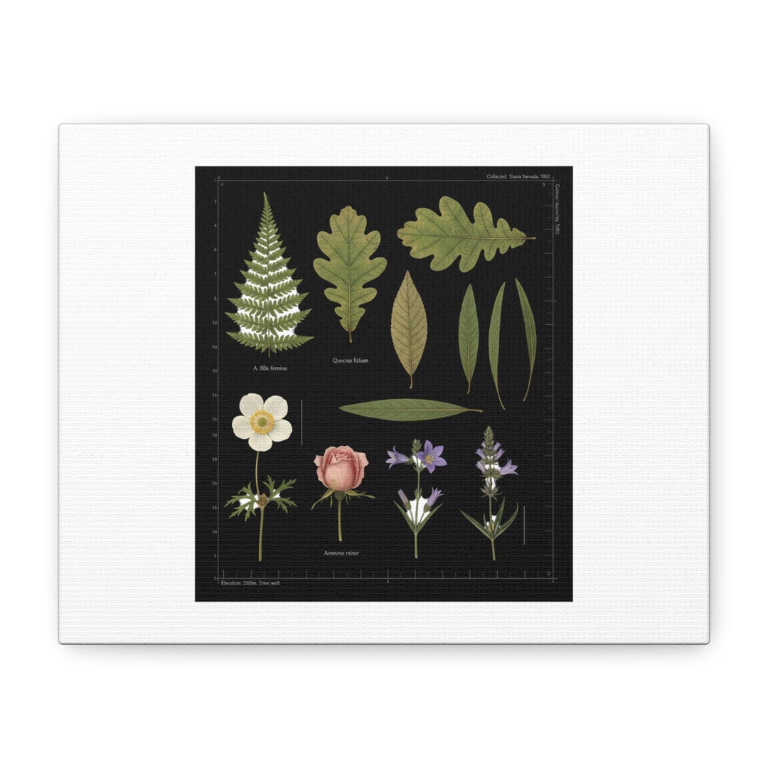 Pressed Botanical Specimen Canvas, Scanner Art Print | Hyper-real ...