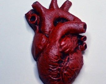 Anatomical Heart Magnet, Translucent Red - Etsy
