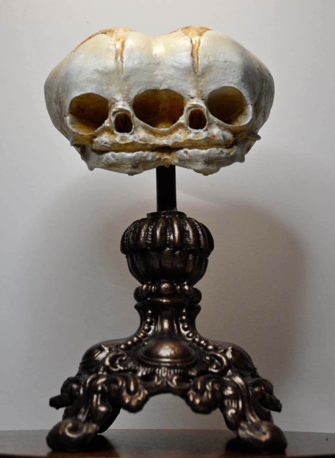 Conjoined Twins Fetal Skull Display - Etsy