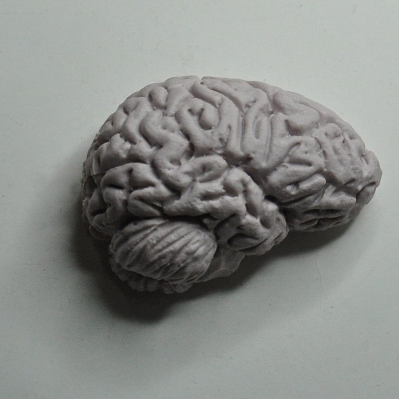 Brain Sculpture - Etsy
