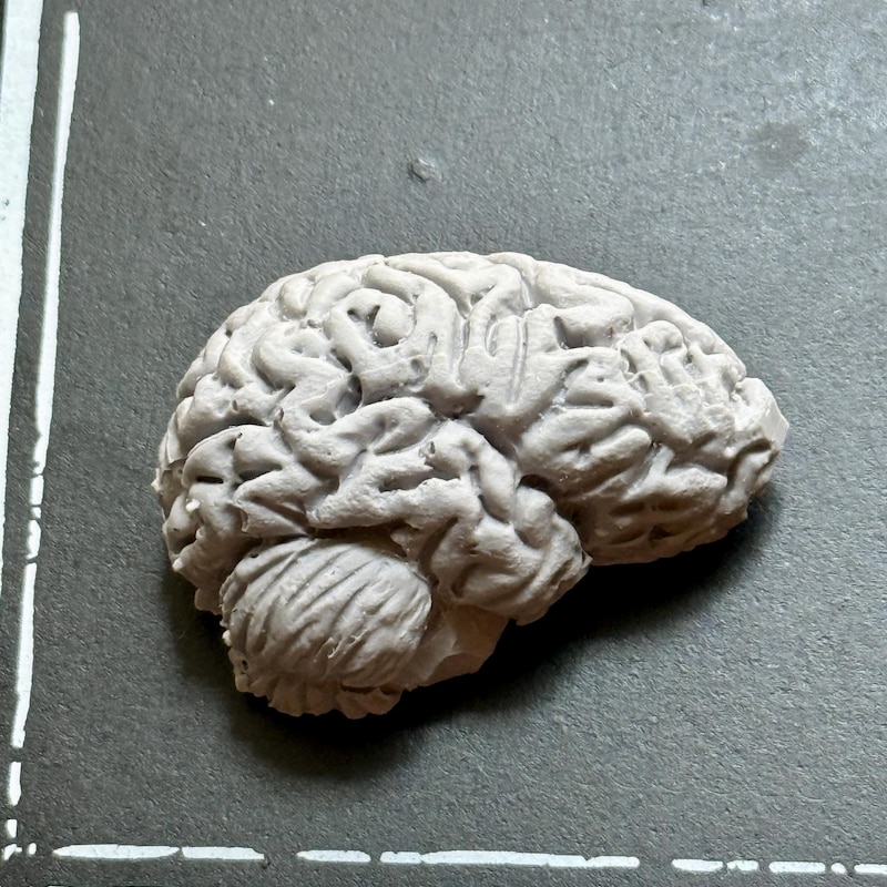 Brain Sculpture - Etsy