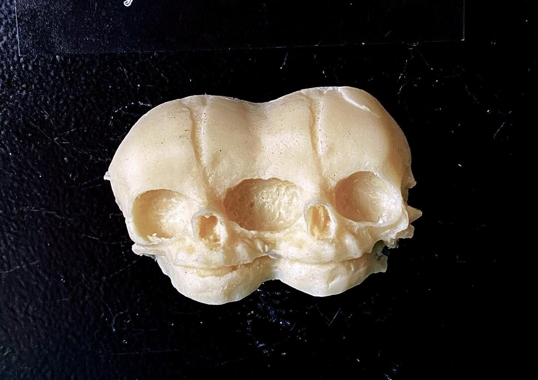 Conjoined Twins Skull Magnet, Hand Painted Resin Sculpture | Gothic ...