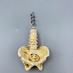 Spine and Pelvis Corkscrew, Hand Painted Resin | Gothic Medical Decor ...