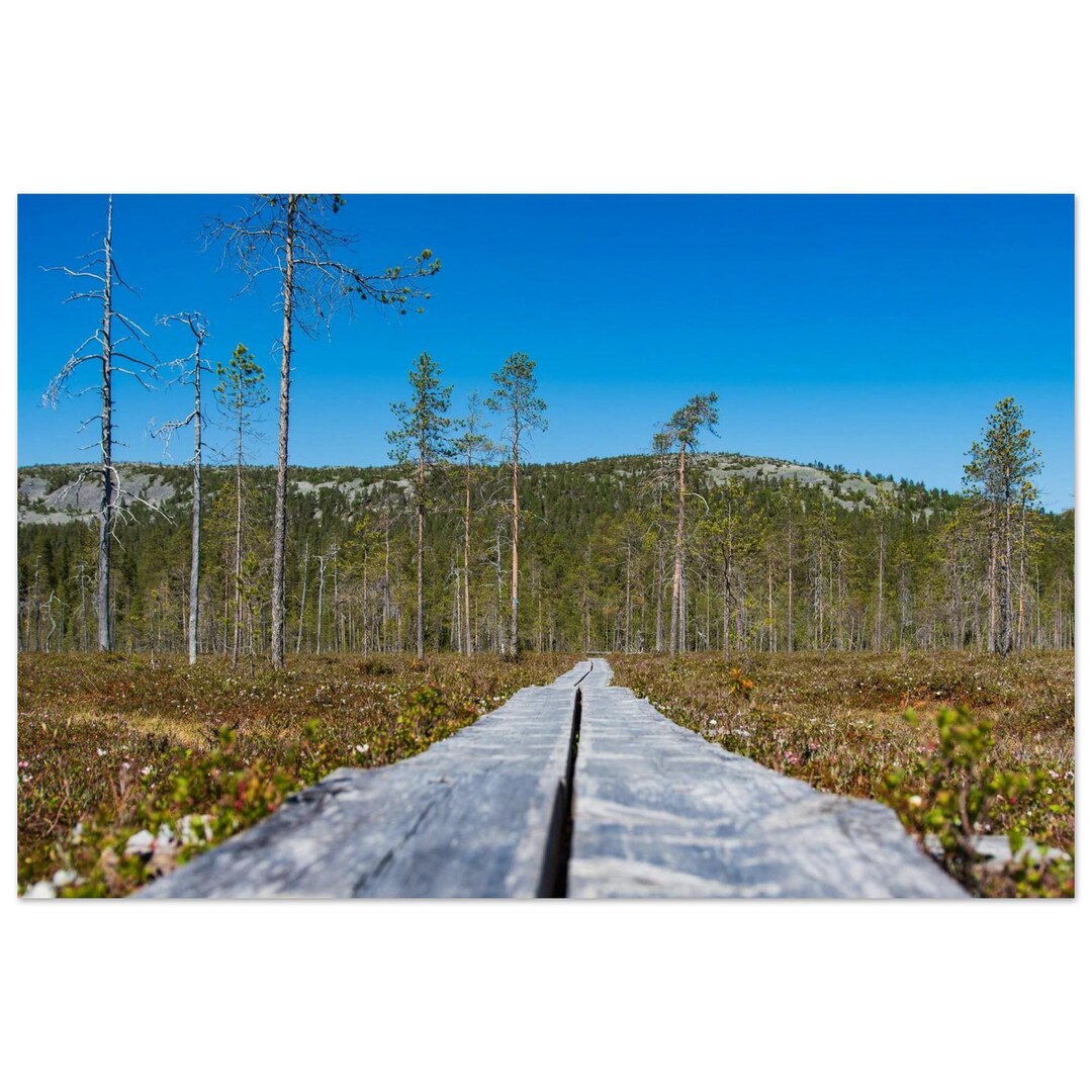 Finnish Lapland Boardwalk Poster - Stunning Swamp Artwork on Archival ...