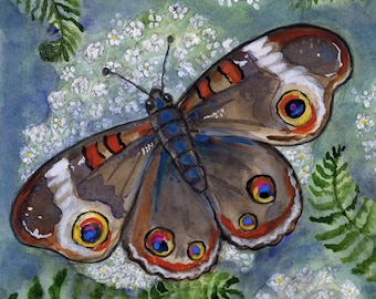 Queen Anne Butterfly - Etsy
