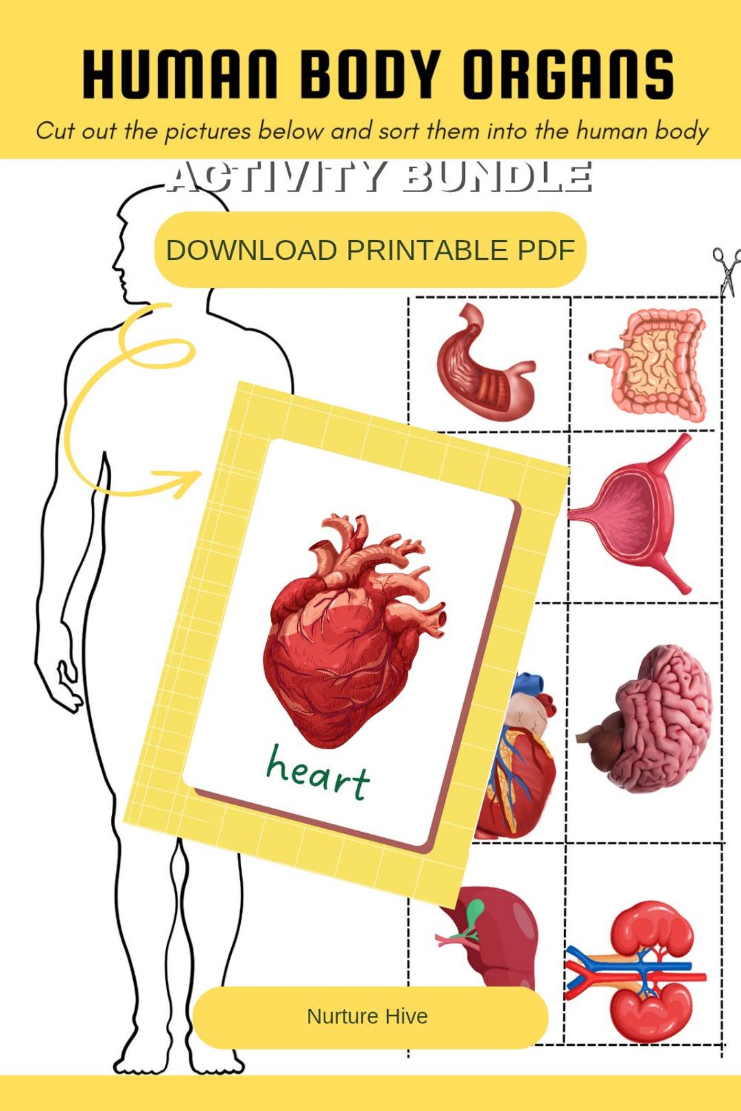 Body Organ Science Activity Bundle - Etsy