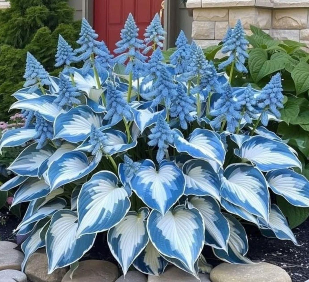 220+ Blue Hosta Seeds – Rare Perennial Non-gmo Heirloom for Shaded ...