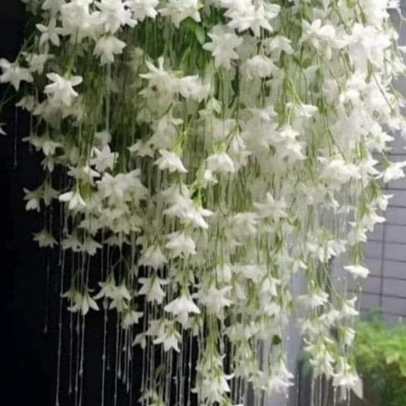 Trailing Jasmine Plants - Etsy