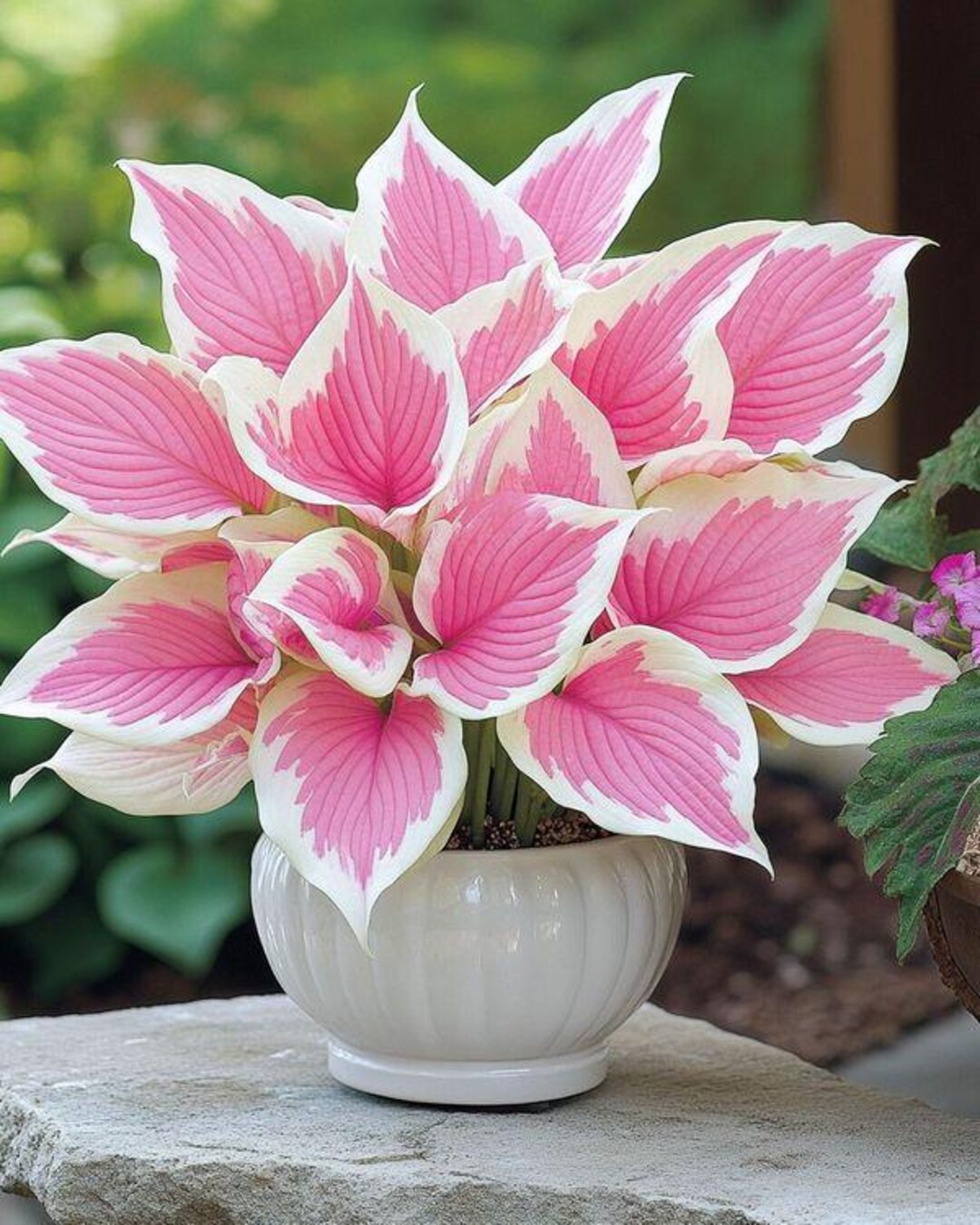 350+ Pink Hosta Seeds – Shade-loving Perennial Foliage for Borders ...