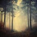 Forest Texture Pack – 100 Nature & Woodland Backgrounds for Design (300 ...