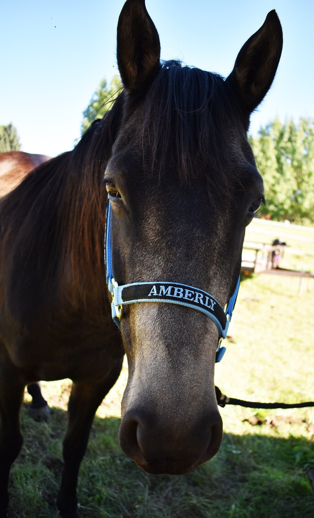 Personalized Adjustable Horse Halter, Halter, Monogrammed Horse Halter ...