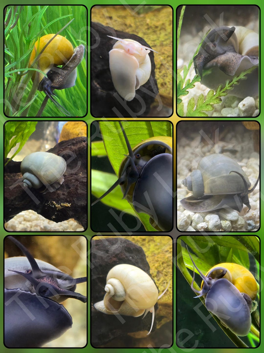 Freshwater Mystery Snails Collage - Aquarium Wall Decor (digital Photo ...