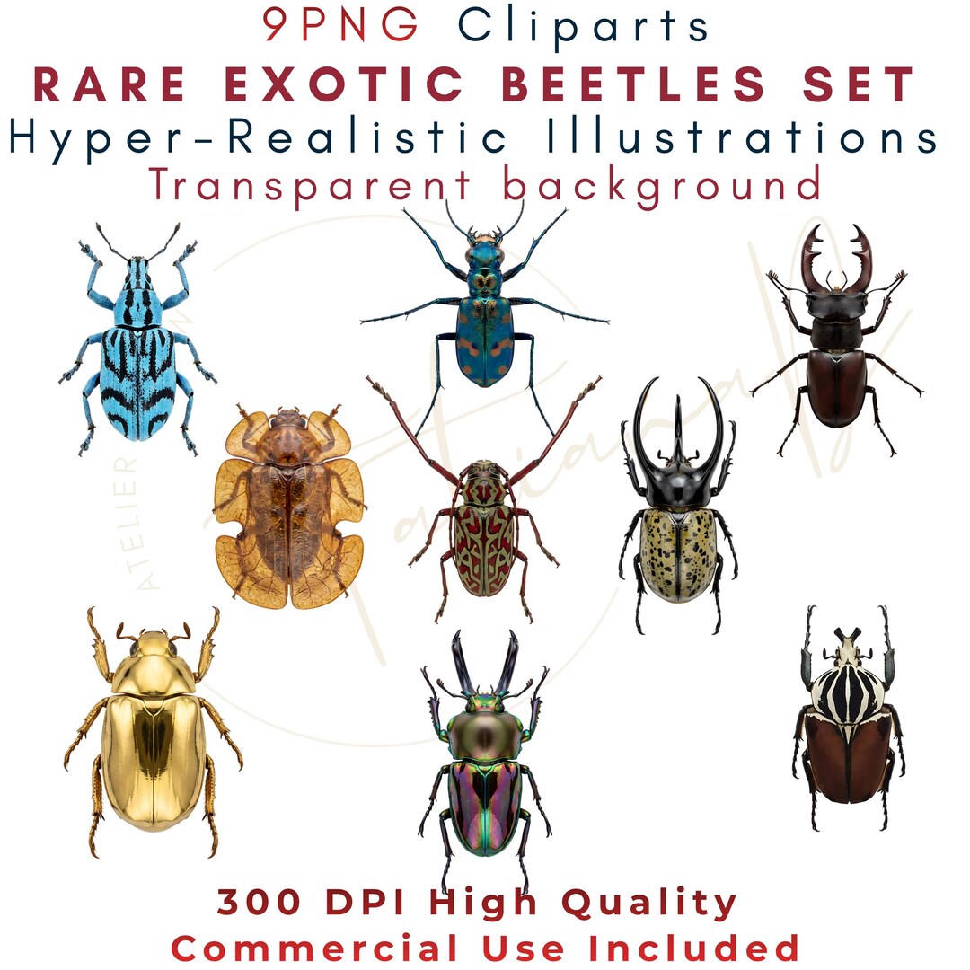 9 PNG Rare Exotic Beetles Set, Hyper-realistic Insect Clipart, 300 DPI ...