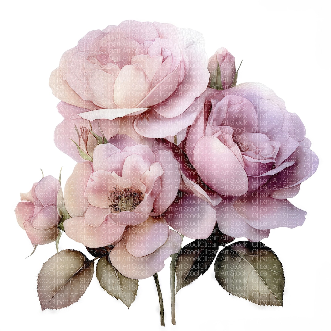 15 Watercolor Pink Rose Clipart | Vintage Blush Rose | Printable ...