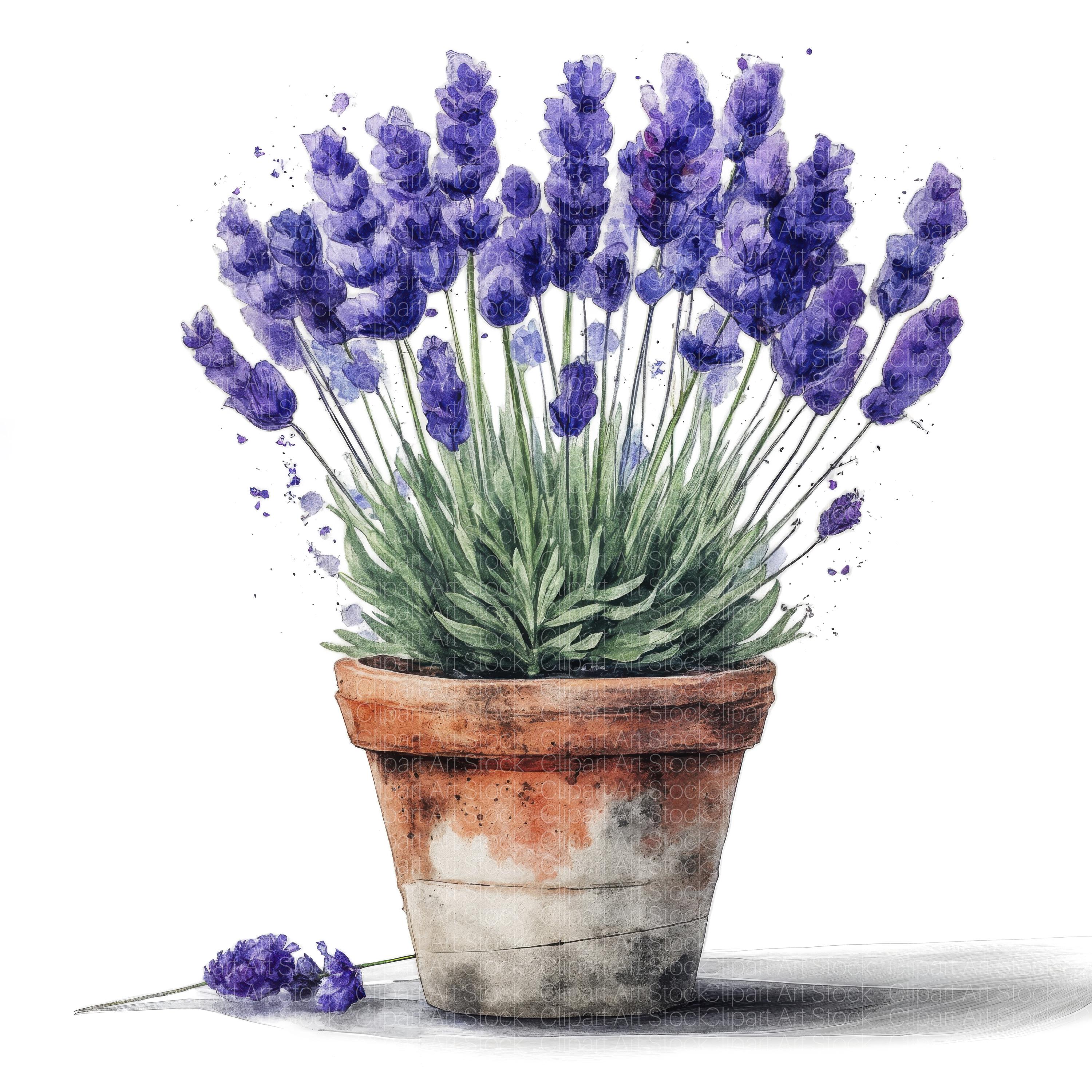 15 Lavender Watercolor Clipart | Potted Lavender Flowers | Provence ...