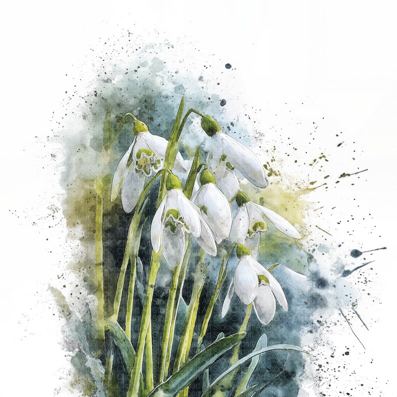 17 Snowdrop Watercolor Clipart JPG | White Spring Flowers, Botanical ...
