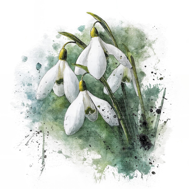 17 Snowdrop Watercolor Clipart JPG | White Spring Flowers, Botanical ...