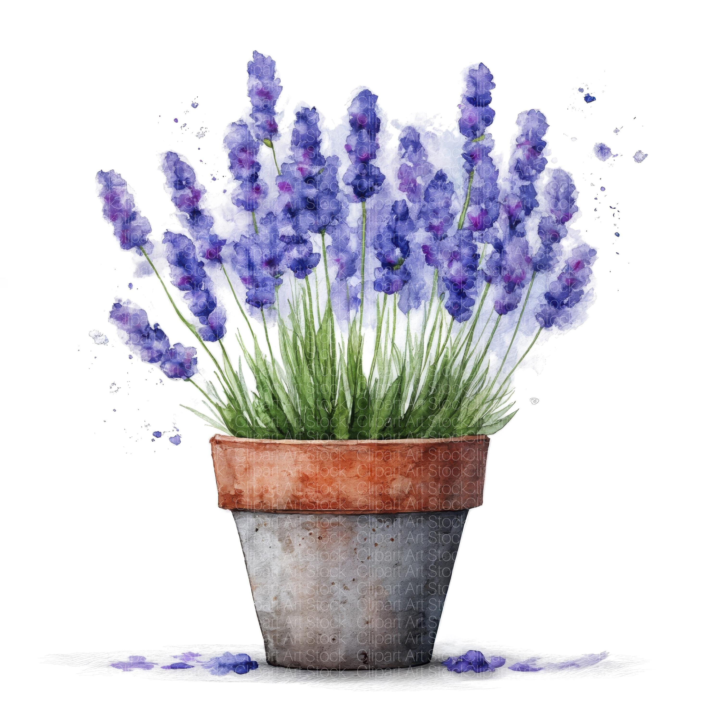 15 Lavender Watercolor Clipart | Potted Lavender Flowers | Provence ...
