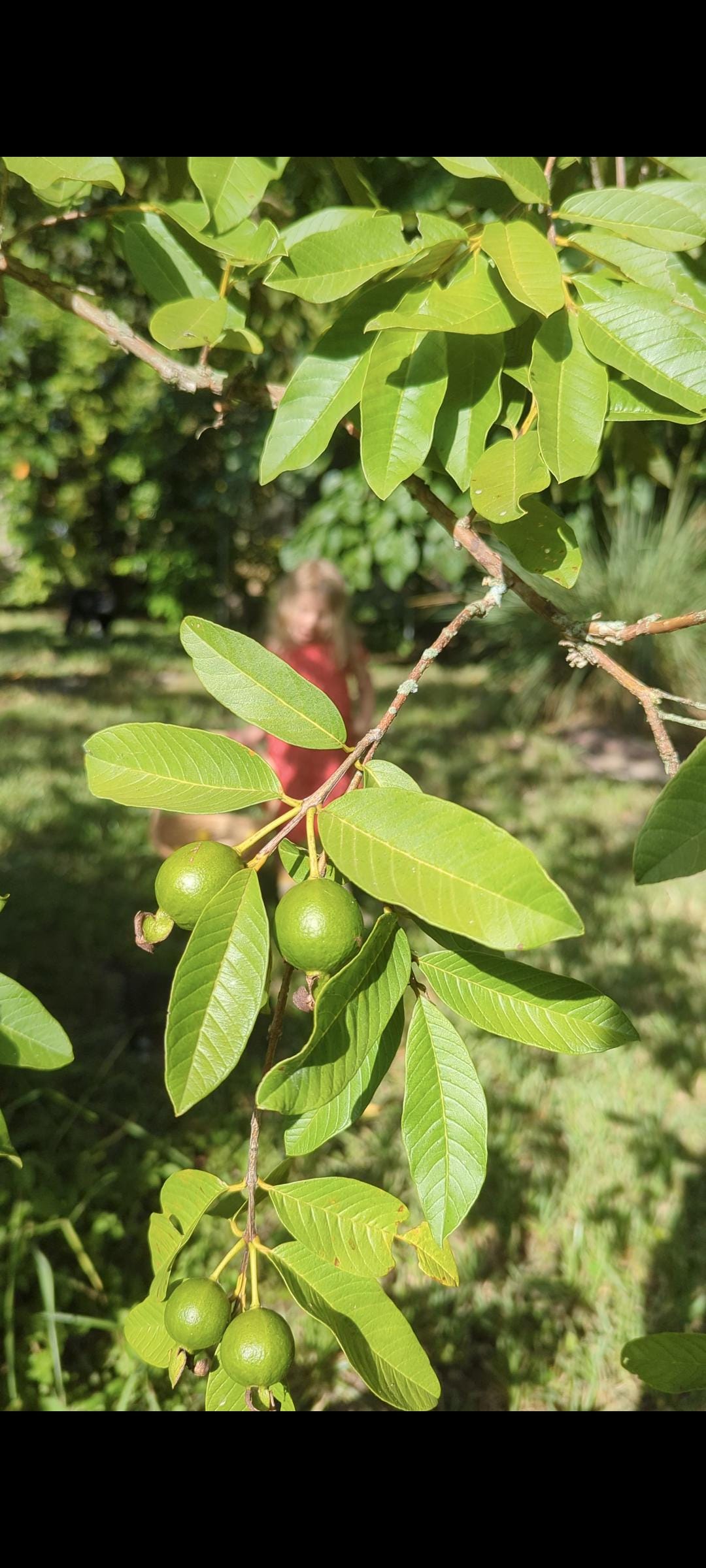 Handpicked & Dried Guava Leaves – 1 Oz (florida Grown, Small Batch) - Etsy