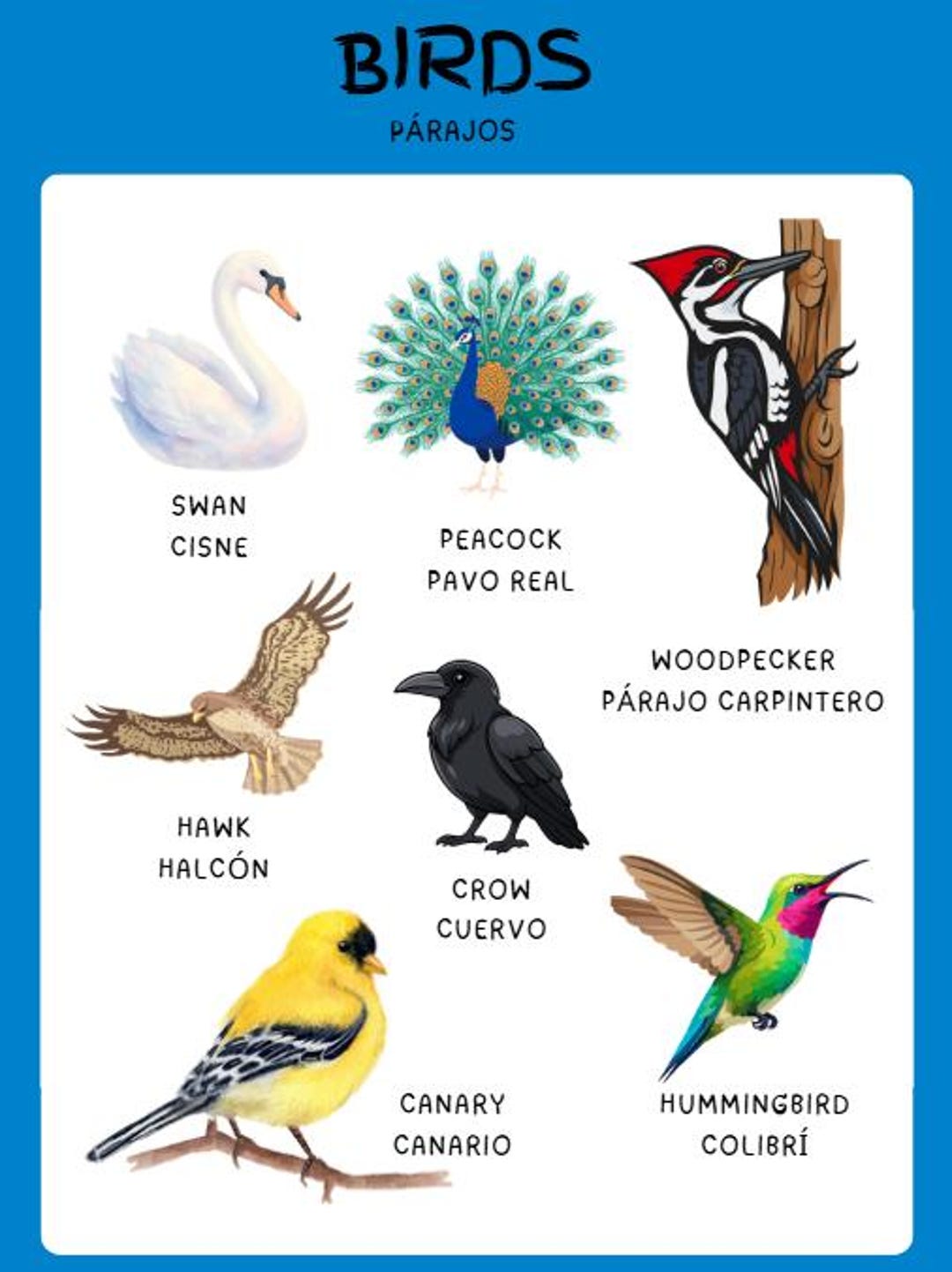 Bird Vocabulary Printable | English & Spanish Bilingual Learning ...