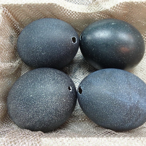 Emu Egg - Etsy