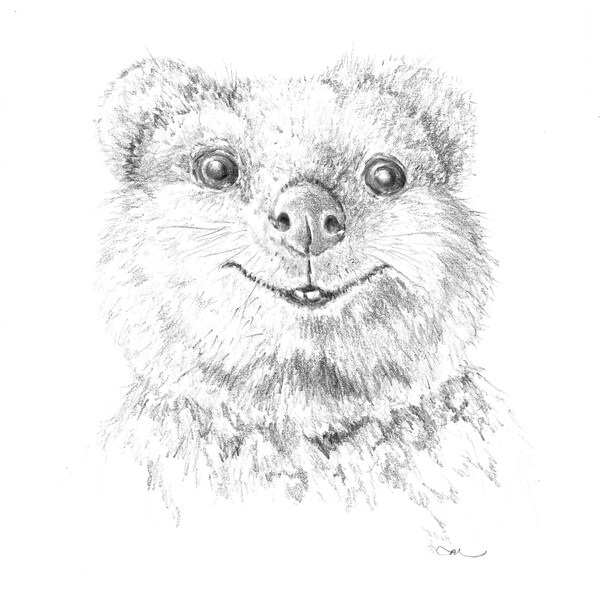 Vintage Quokka Art - Etsy