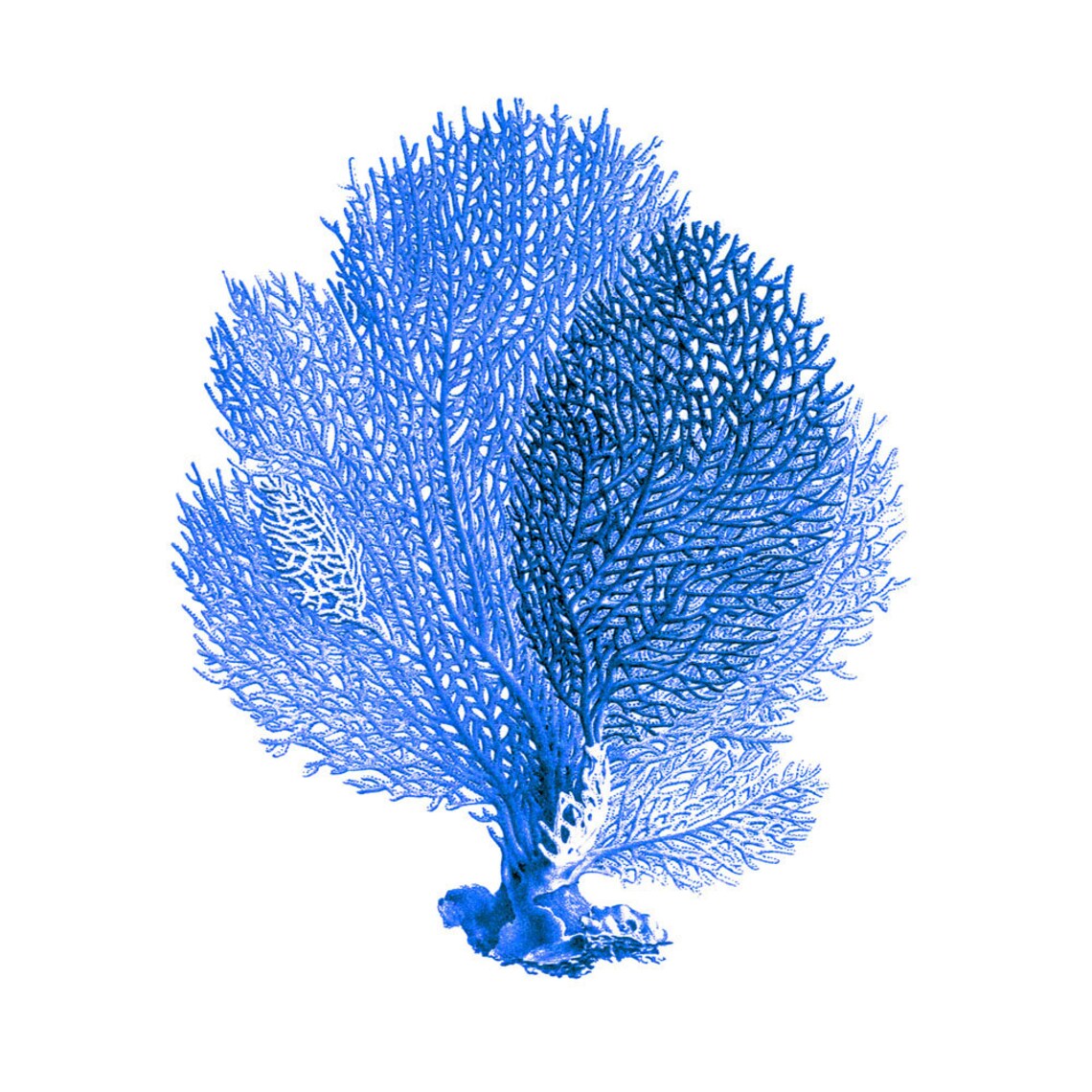 Blue Sea Fan Art Print Coral Nautical Natural History Beach House Decor ...