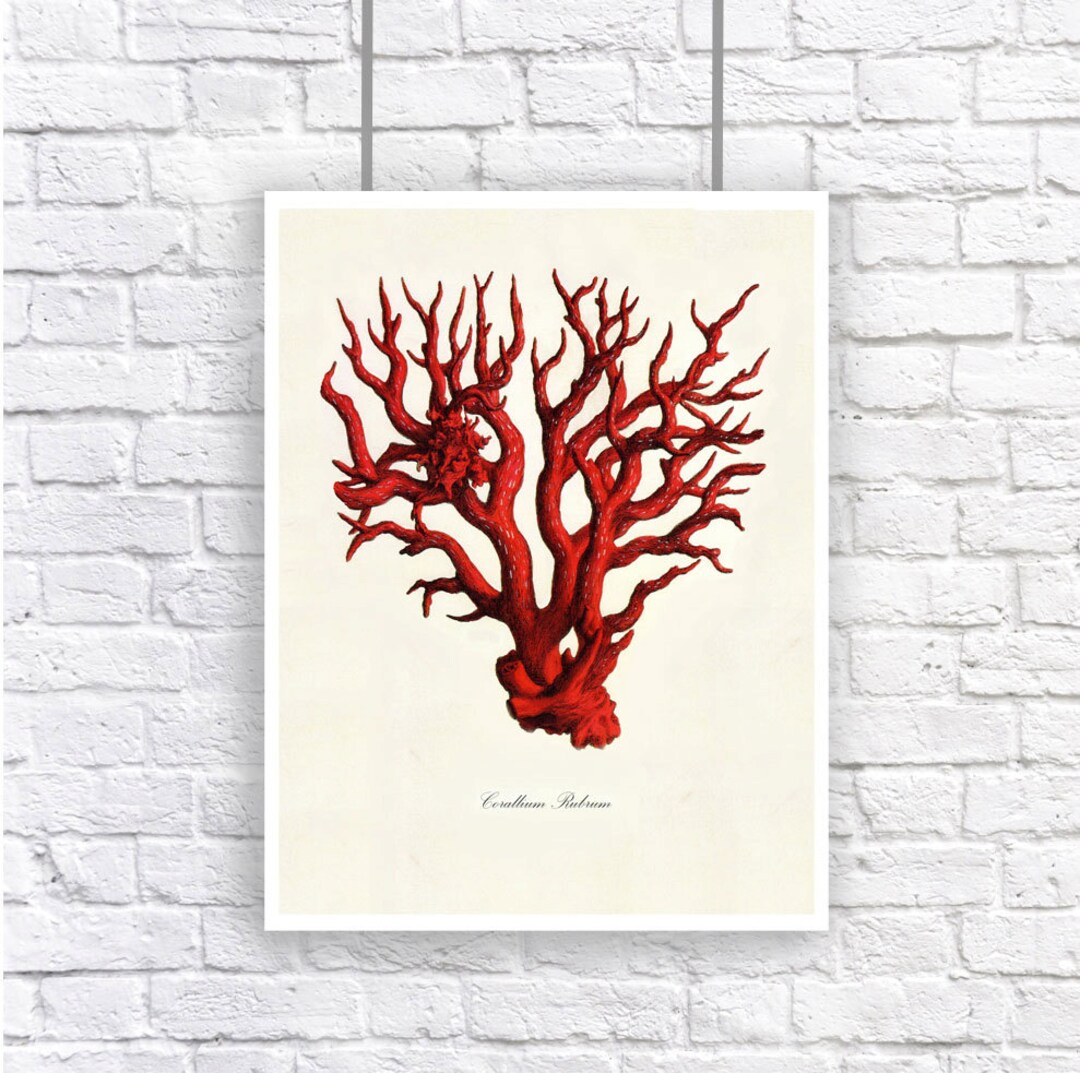 Large Red Coral 3 Nautical Vintage Style Art Print Beach House Decor - Etsy