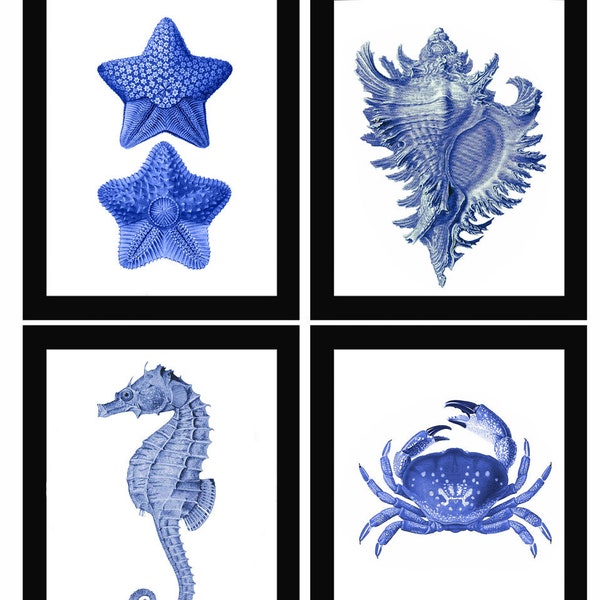 Blue Conch Shell - Etsy