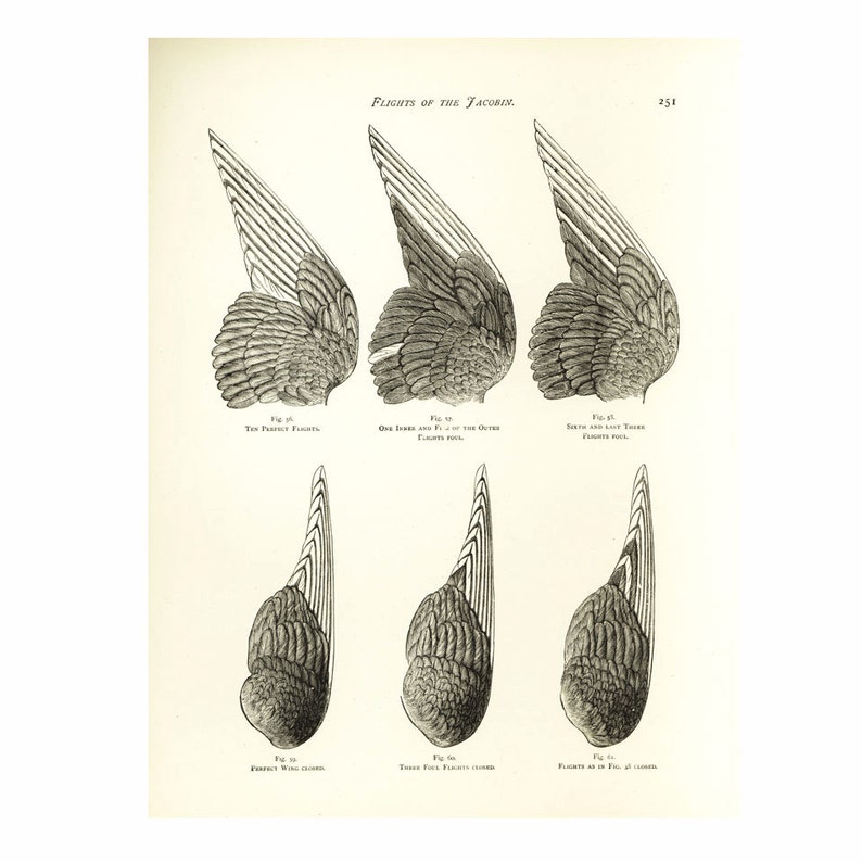 Bird Wings Educational Chart Large Vintage Style Art Print - Etsy