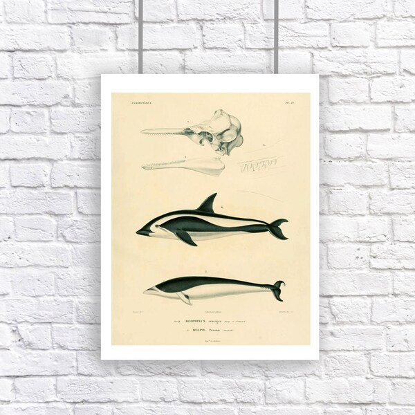 Dolphin Chart Poster - Etsy