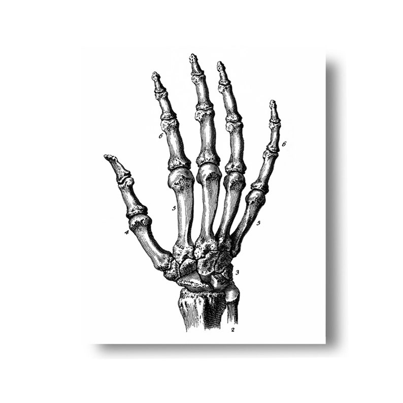Skeleton Hand Bones Anatomy Diagram Vintage Style Art Print Skull Black ...