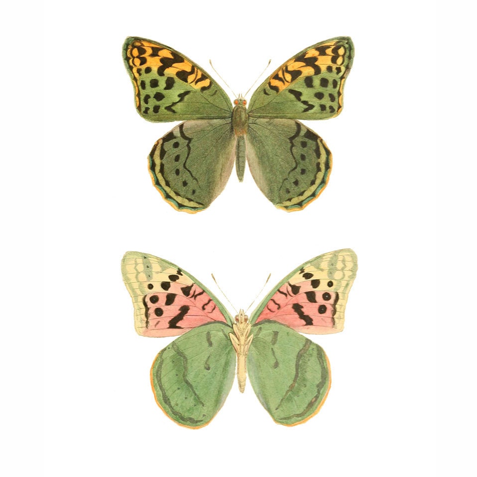Butterfly Green Pink Yellow Orange Vintage Style Natural History Art ...