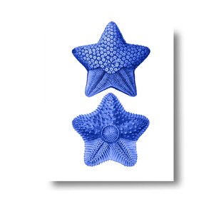 Blue Conch Shell Seahorse Starfish Crab Vintage Style Nautical Art ...