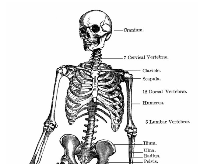 Skeleton Anatomy Diagram Vintage Style Art Print Black and White Grey ...