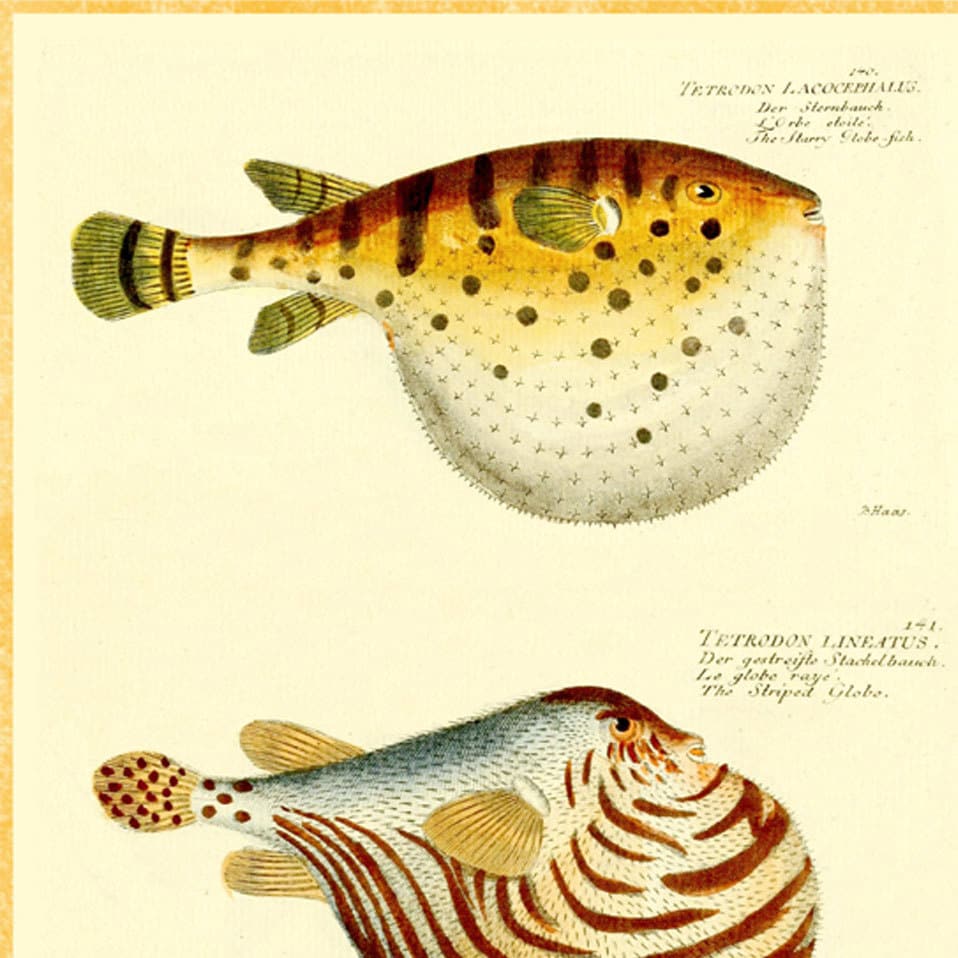 Pufferfish Blowfish Nautical Vintage Style Large Art Print Beach House ...