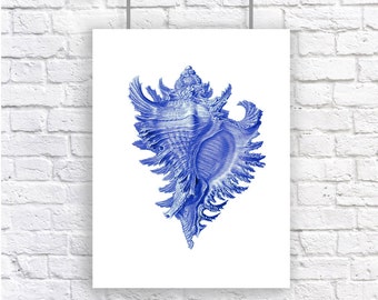 Blue Conch Shell Nautical Vintage Style Art Print Beach House - Etsy