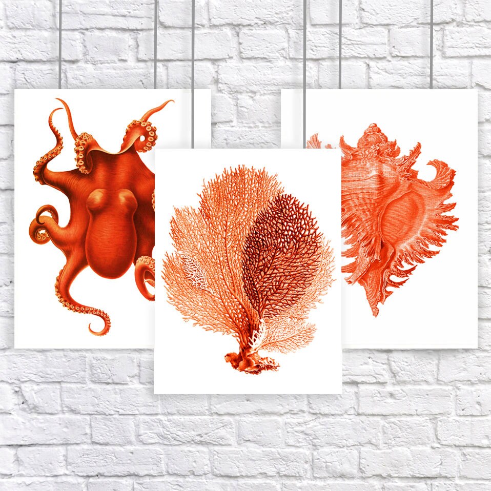 Red Orange Coral Sea Fan Octopus Conch Shell Large Vintage - Etsy