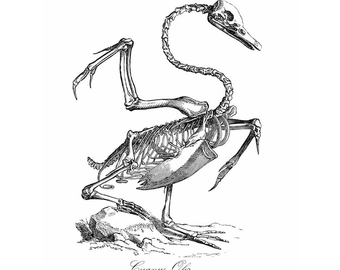 Swan Skeleton Vintage Style Art Print Cygnus Olor Black and - Etsy