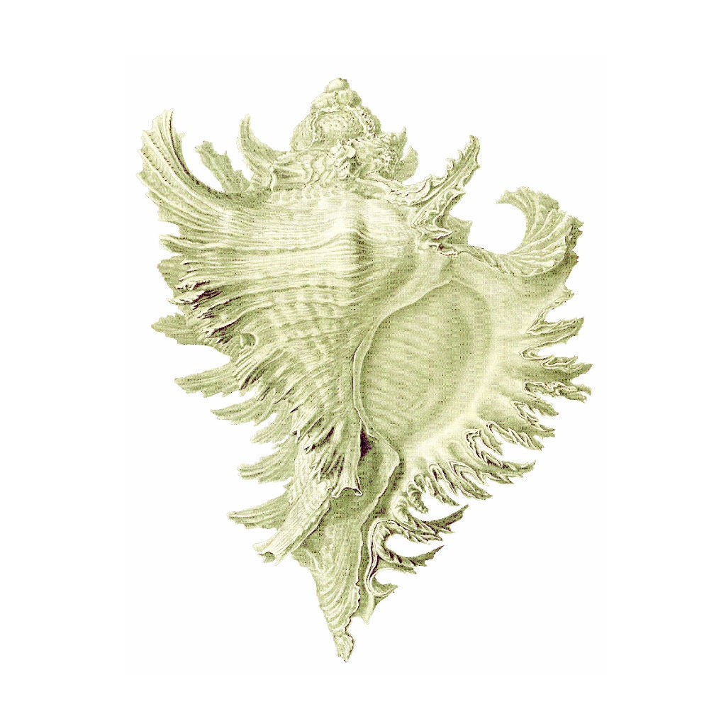 Chartreuse Conch Shell Nautical Vintage Style Art Print Beach - Etsy