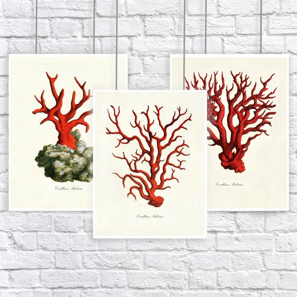 Red Coral Prints - Etsy