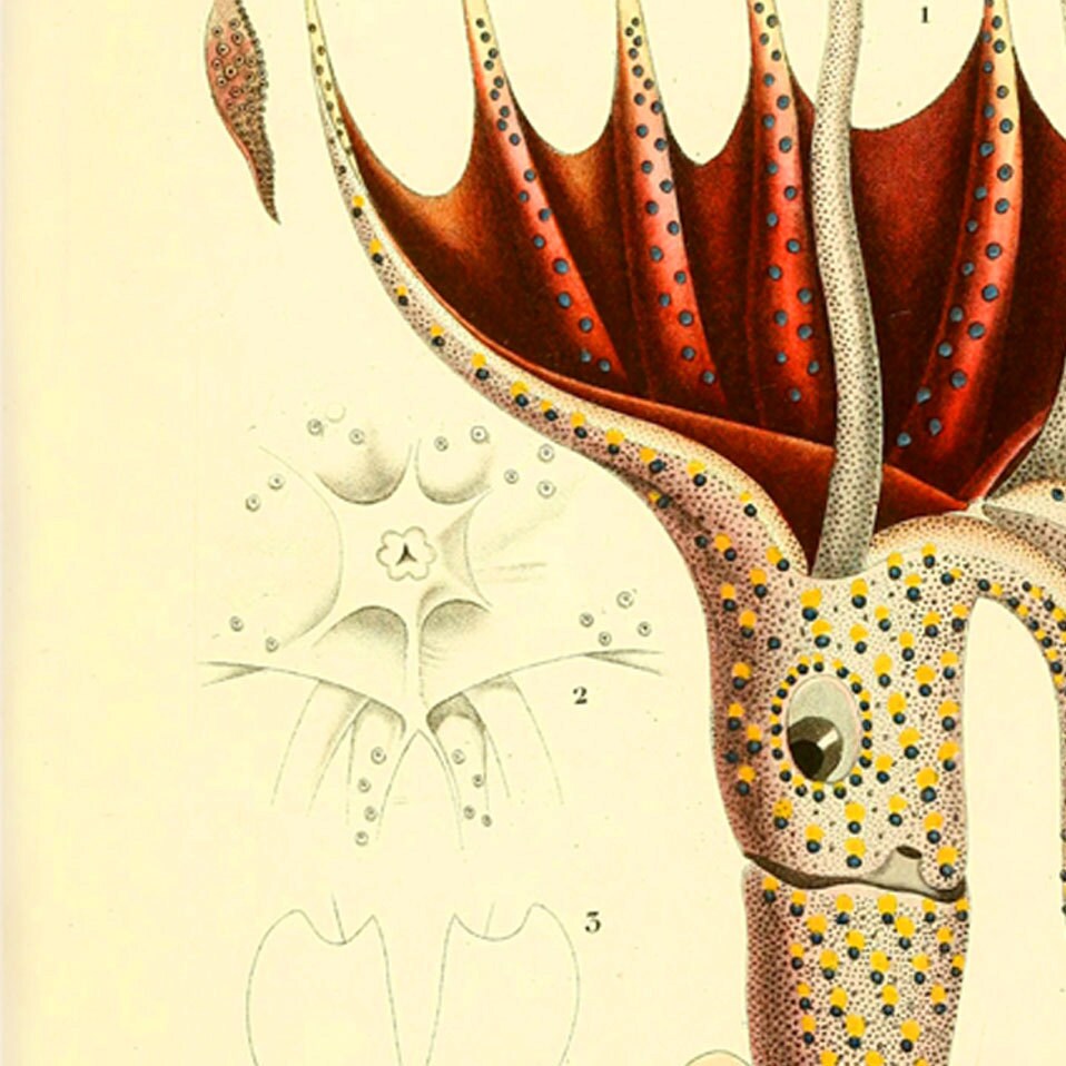 Large Spotted Squid Educational Chart Nautical Vintage Style - Etsy