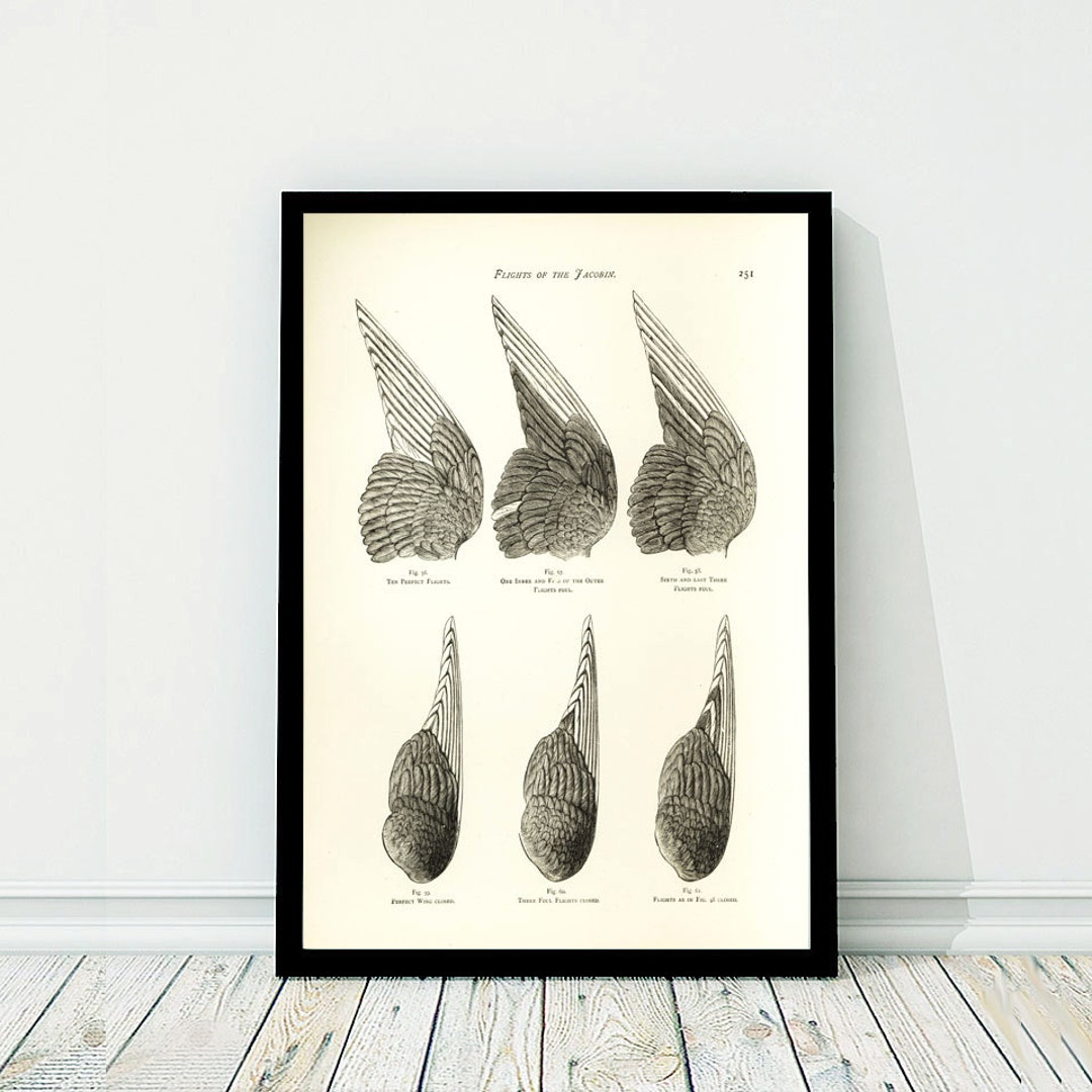 Bird Wings Educational Chart Large Vintage Style Art Print Natural ...
