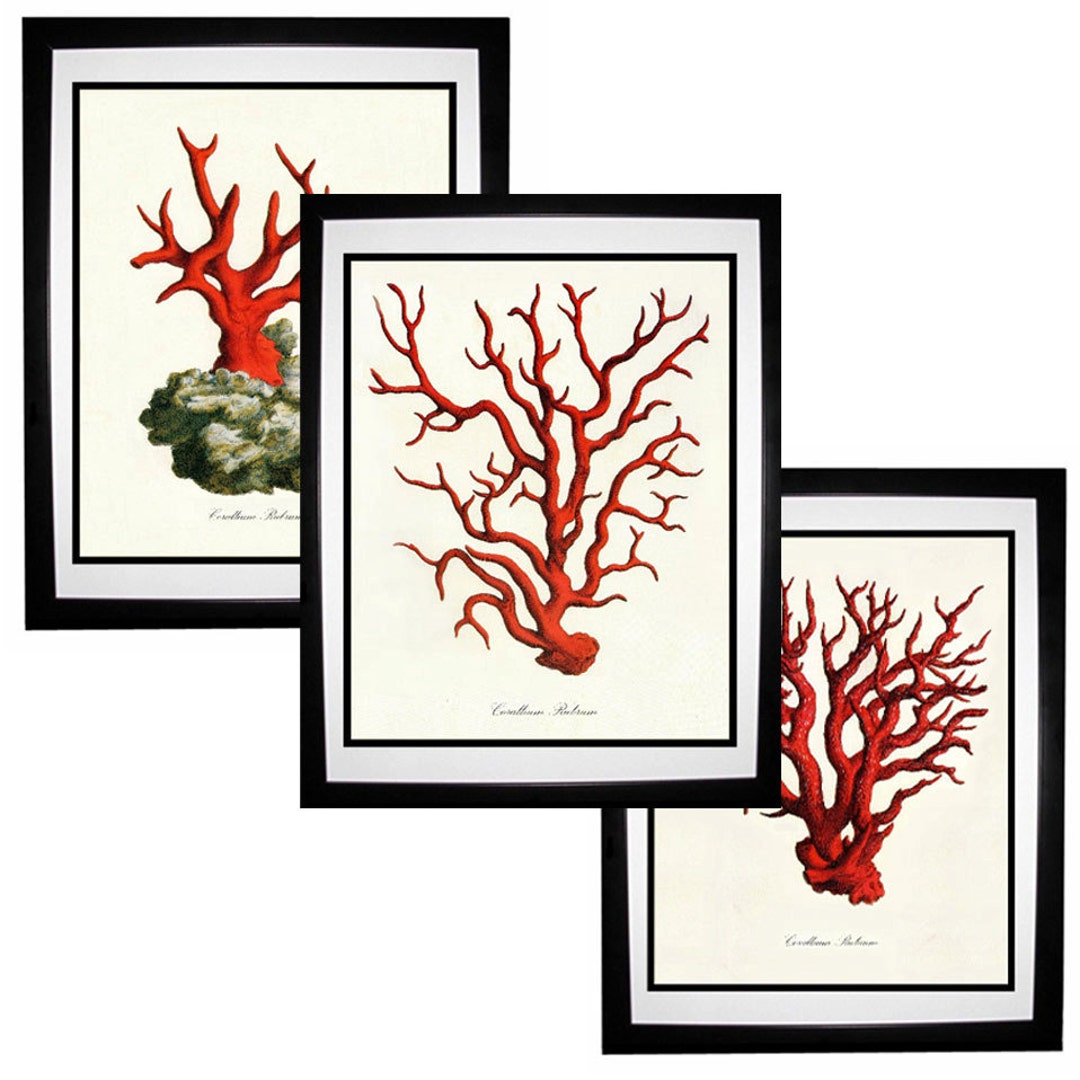 Red Coral Vintage Style Nautical Art Print Set of 3 Natural History ...
