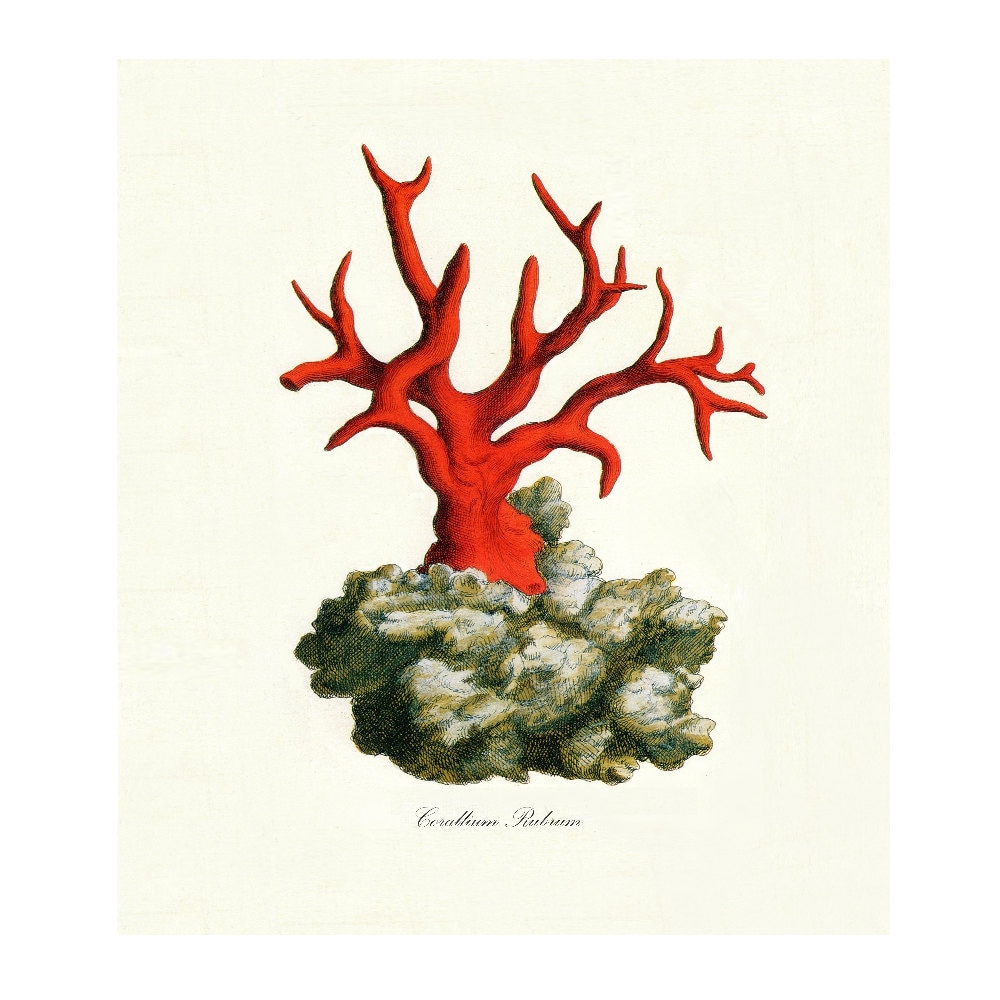 Red Coral Vintage Style Nautical Art Print Set of 3 Natural History ...