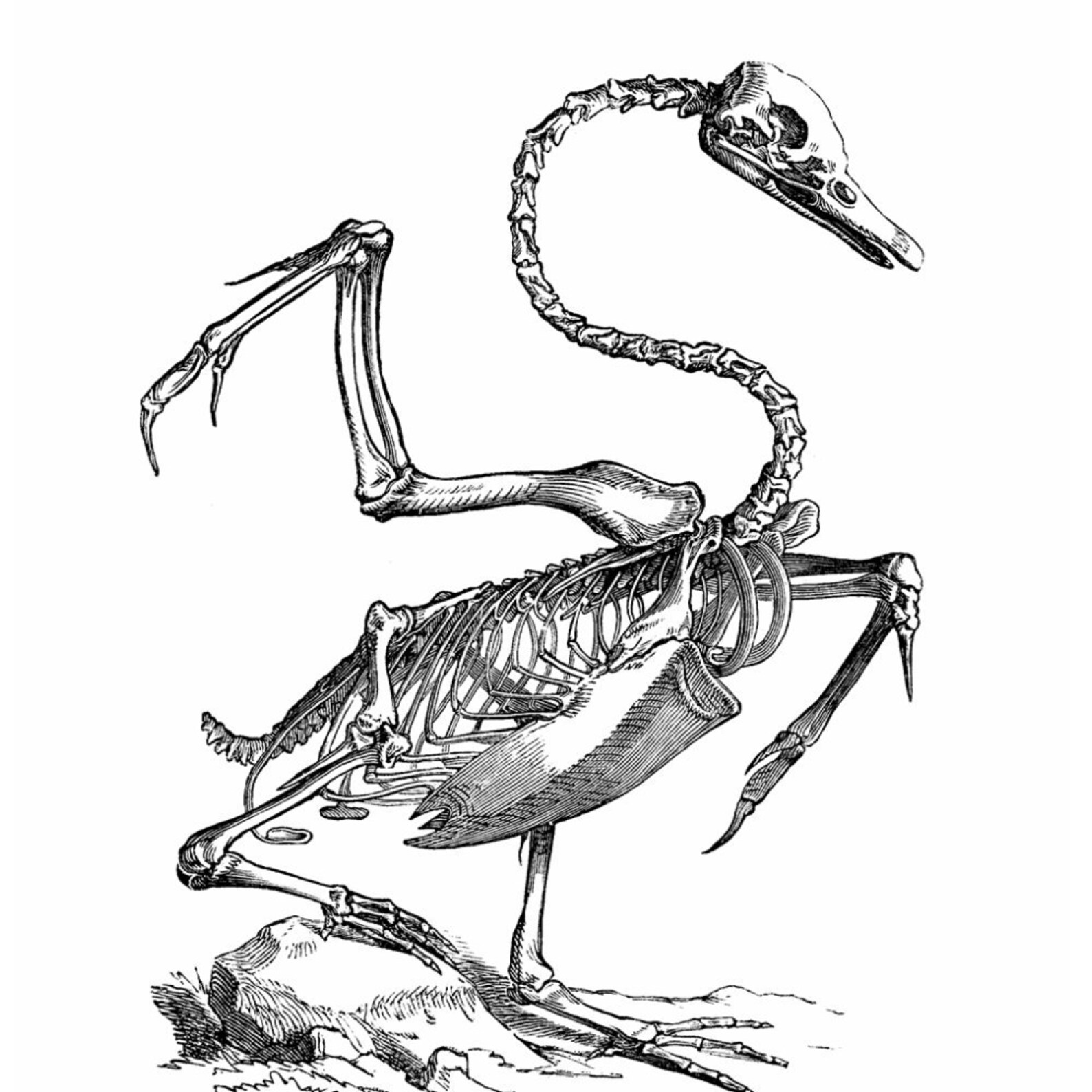 Swan Skeleton Vintage Style Art Print Cygnus Olor Black and - Etsy